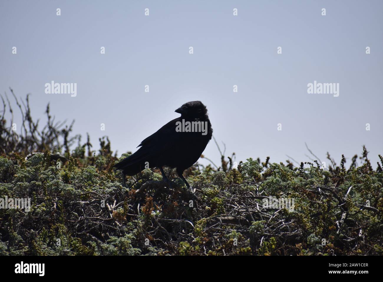Crow roost hi-res stock photography and images - Alamy