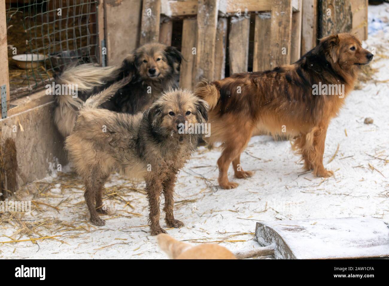 Lost dogs home hi-res stock photography and images - Alamy