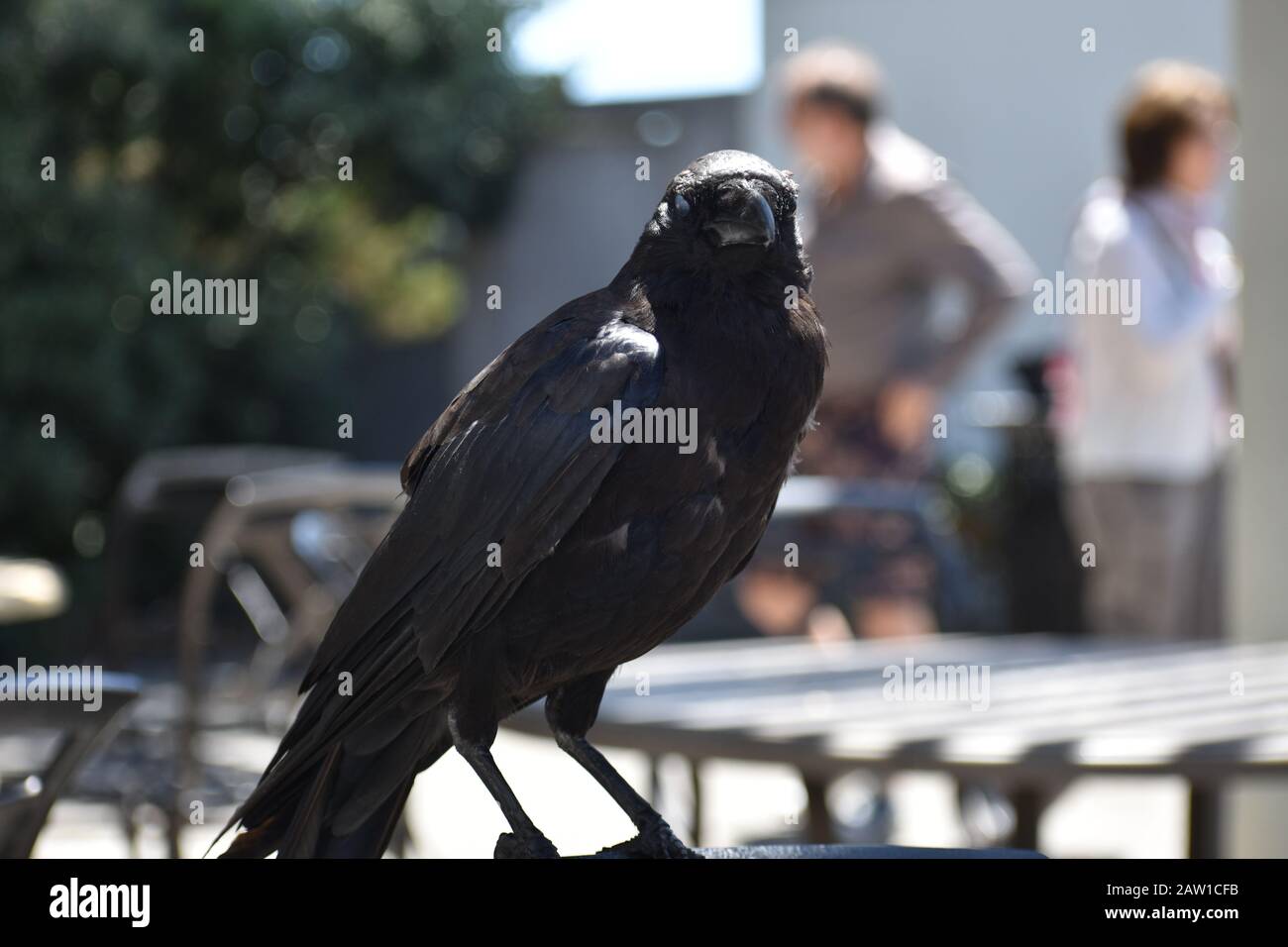 A portrait of a curious crow Stock Photo - Alamy