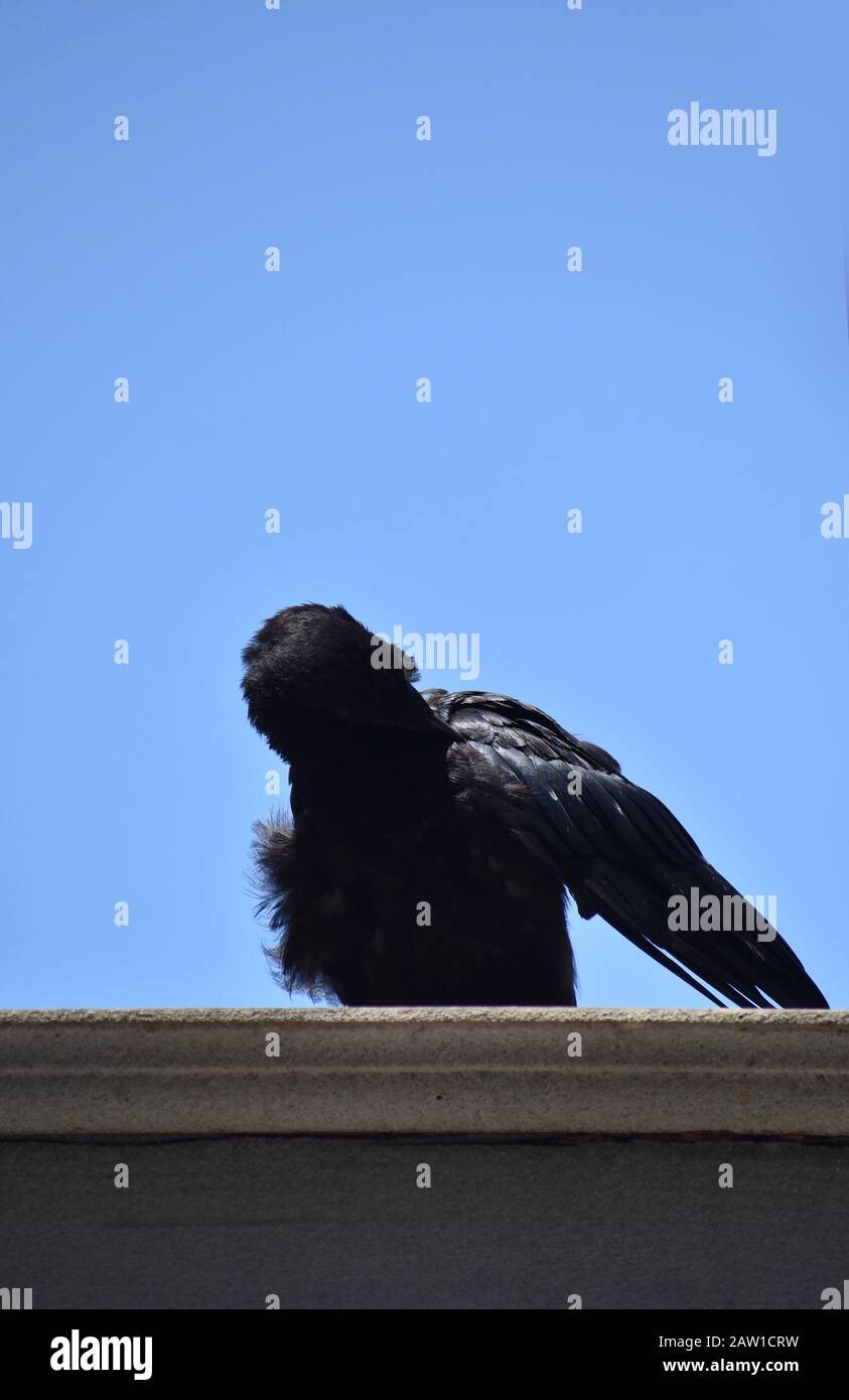 Crow preening on a rooftop Stock Photo - Alamy