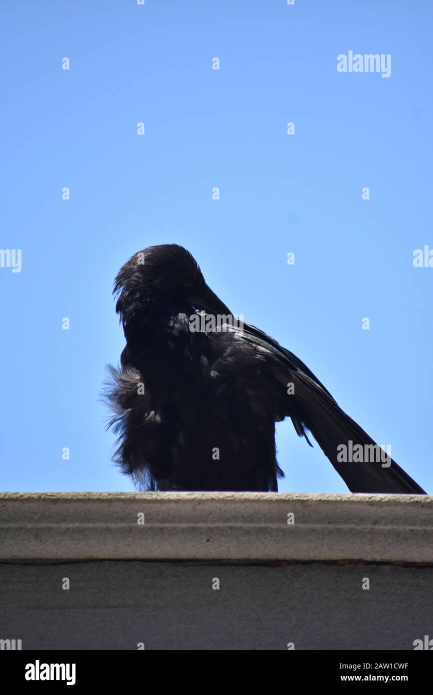 Preening crow hi-res stock photography and images - Alamy