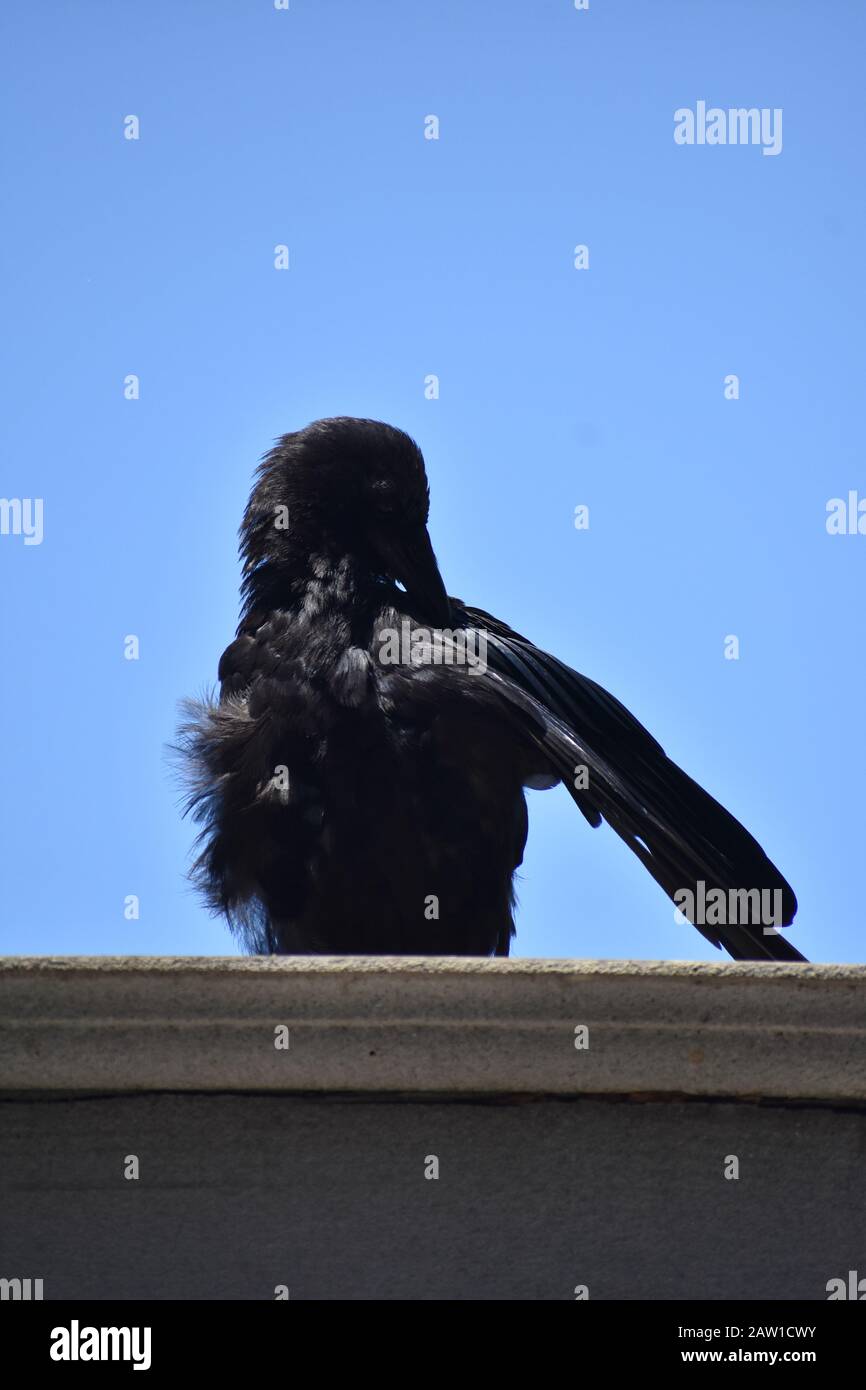 Raven preening hi-res stock photography and images - Alamy