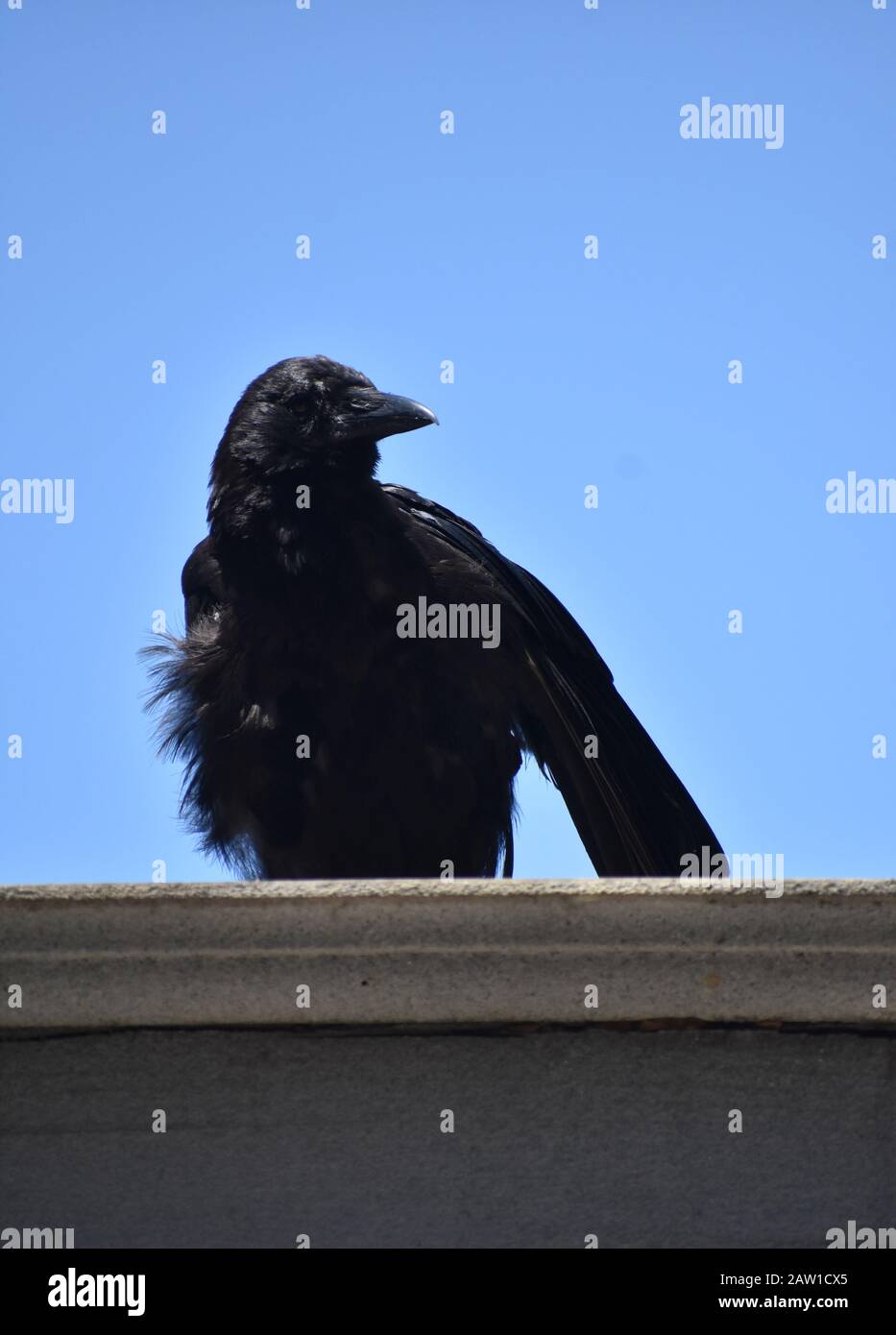 Preening crow hi-res stock photography and images - Alamy