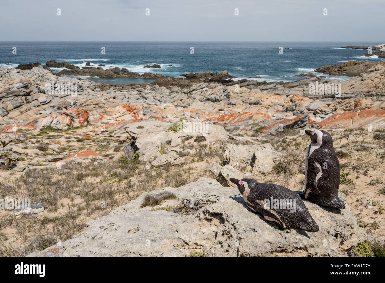 Fake penguins hi-res stock photography and images - Alamy