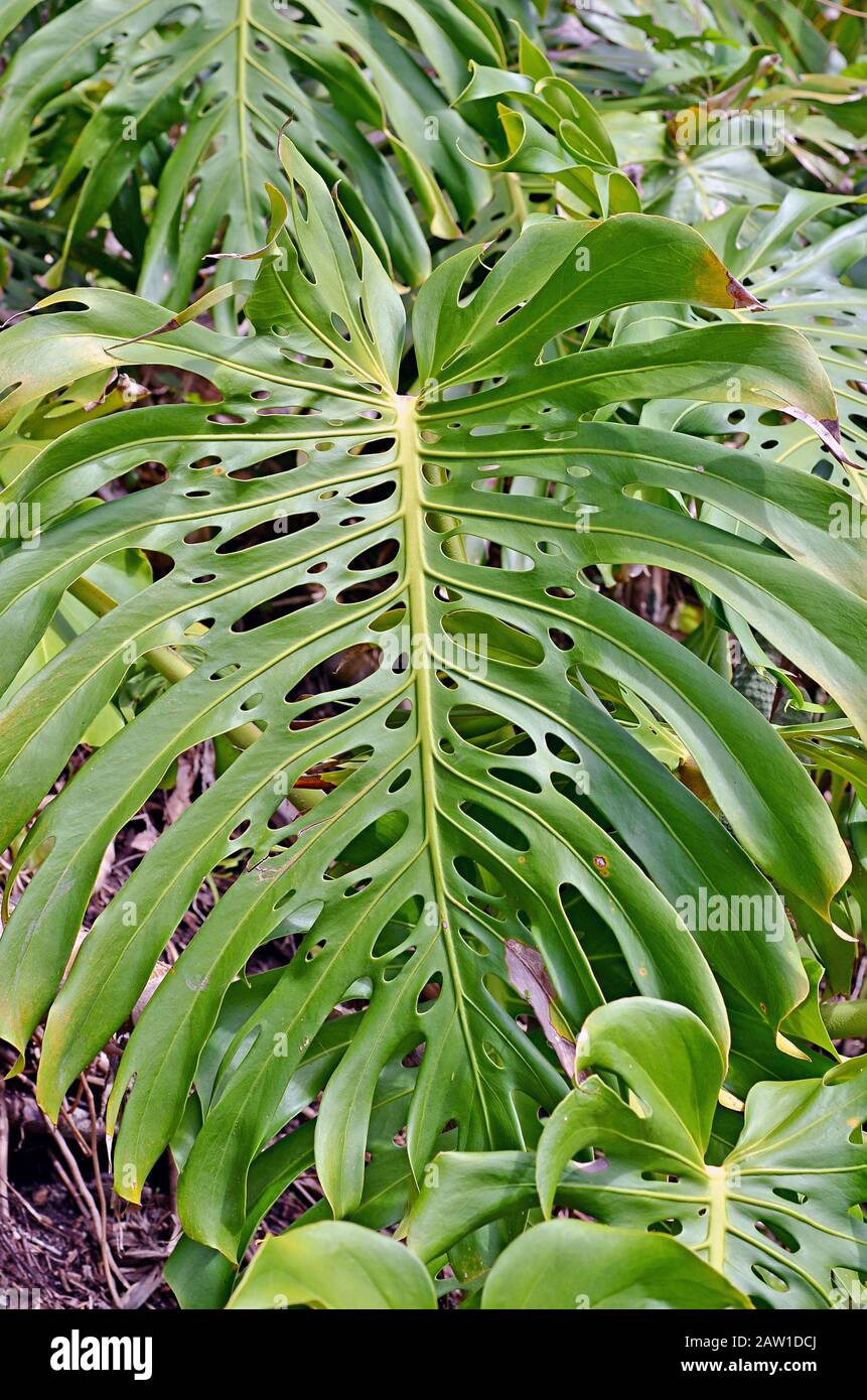 A close up of huge green tropical leaf. Split leaf philodendron Stock ...