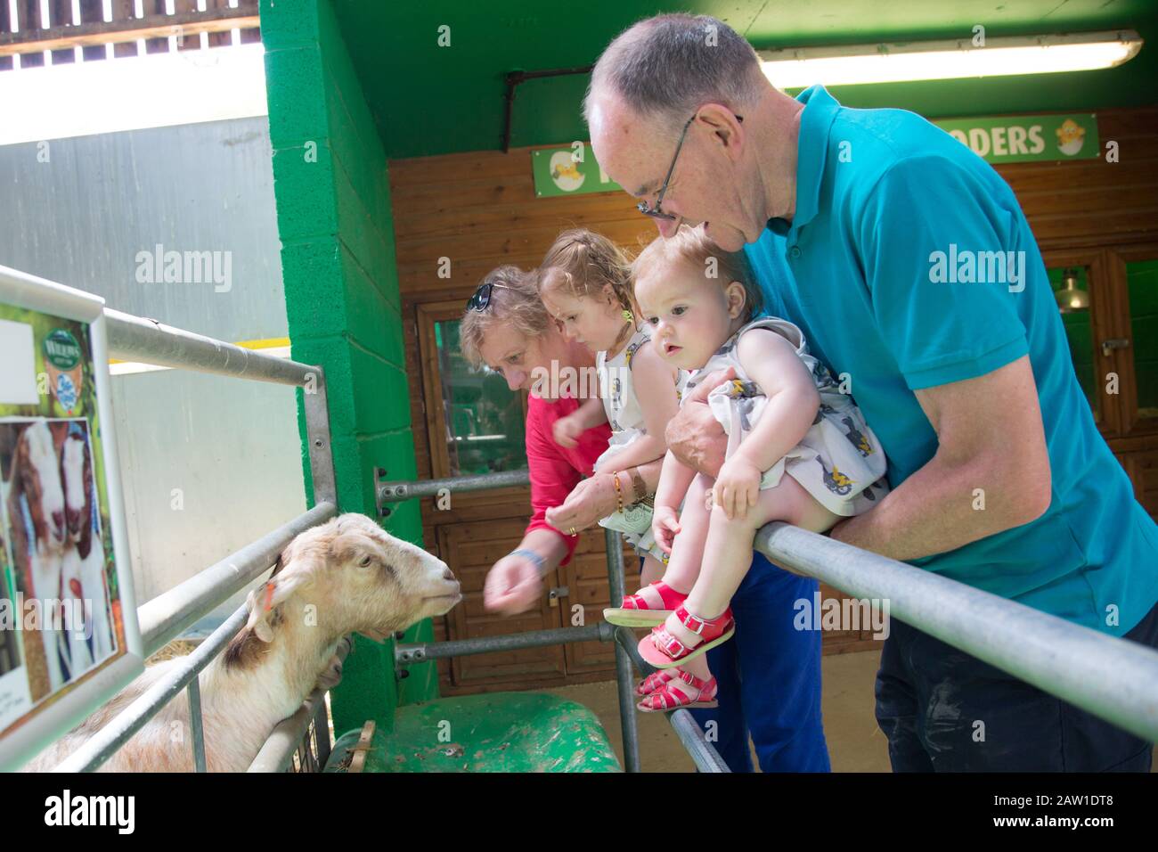 Grandparents at a farm with their grandchildren, UK Stock Photo - Alamy