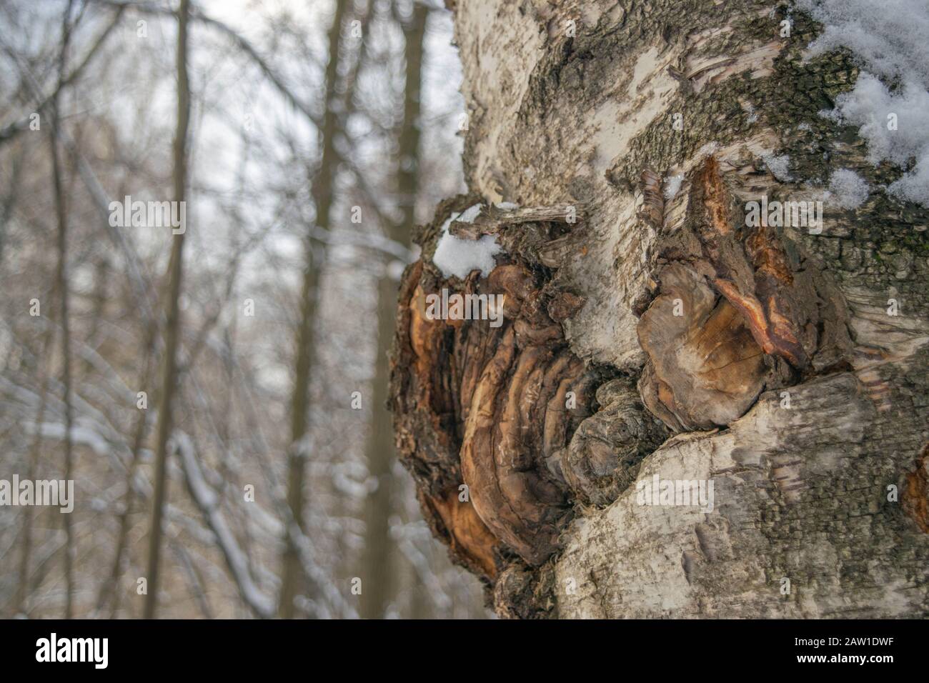 Chaga arboreal mushroom hi-res stock photography and images - Alamy