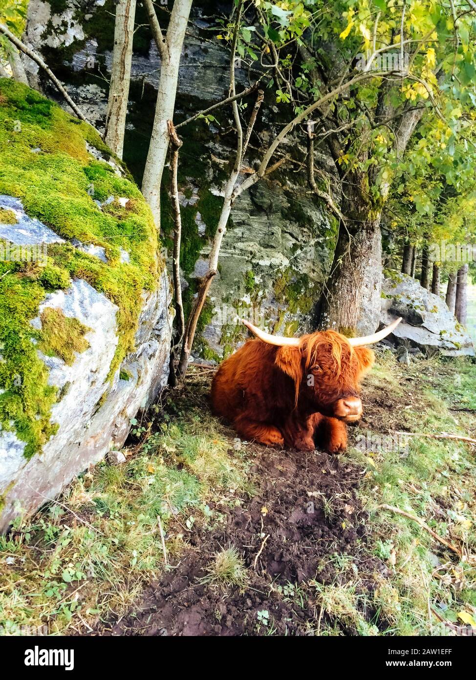 Ginger cow face hi-res stock photography and images - Alamy