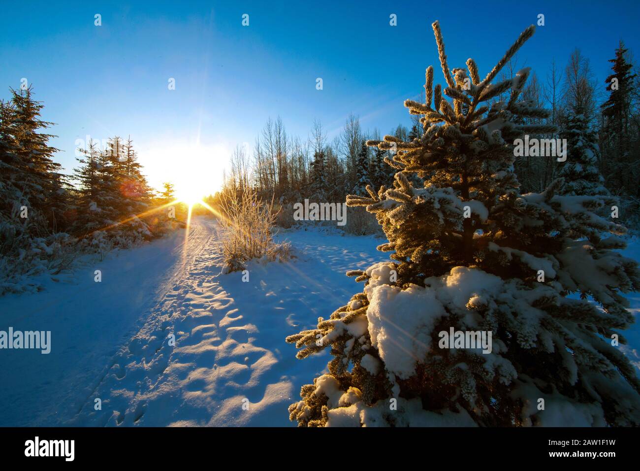 Ice wood scene hi-res stock photography and images - Alamy