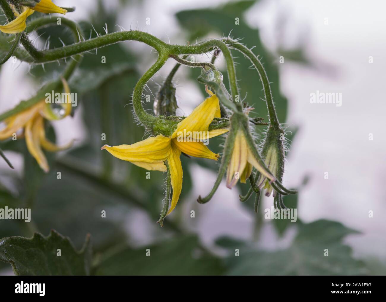 Tomato plant tomato plant flower hi-res stock photography and images ...