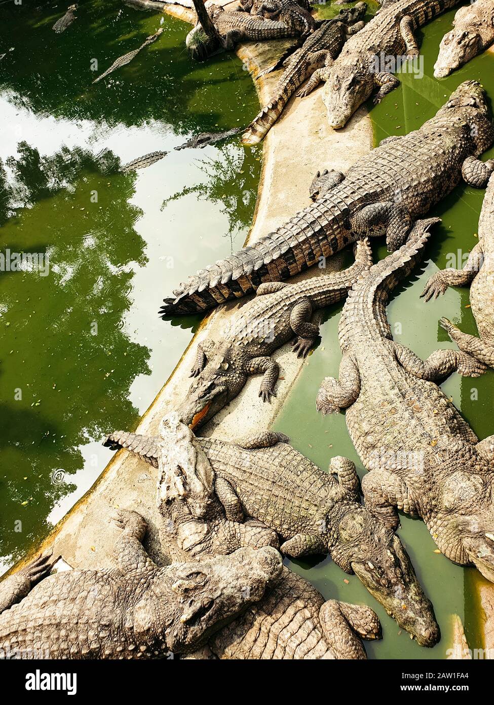 Sleeping crocodiles on crocodile farm, Thailand. Crocodiles in the pond ...