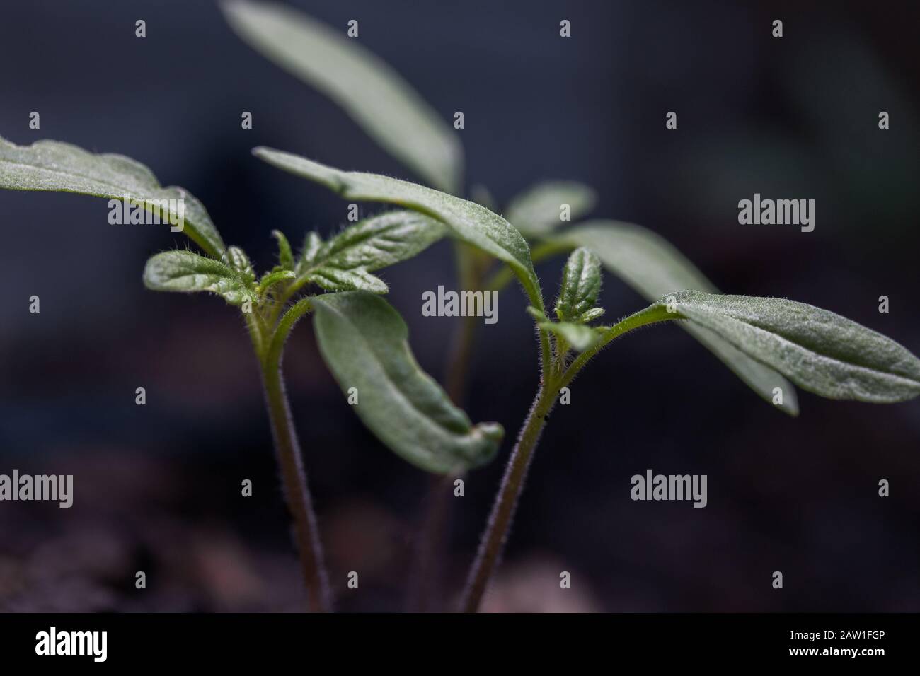 Tomato plants sprouting from the soil close up Stock Photo - Alamy