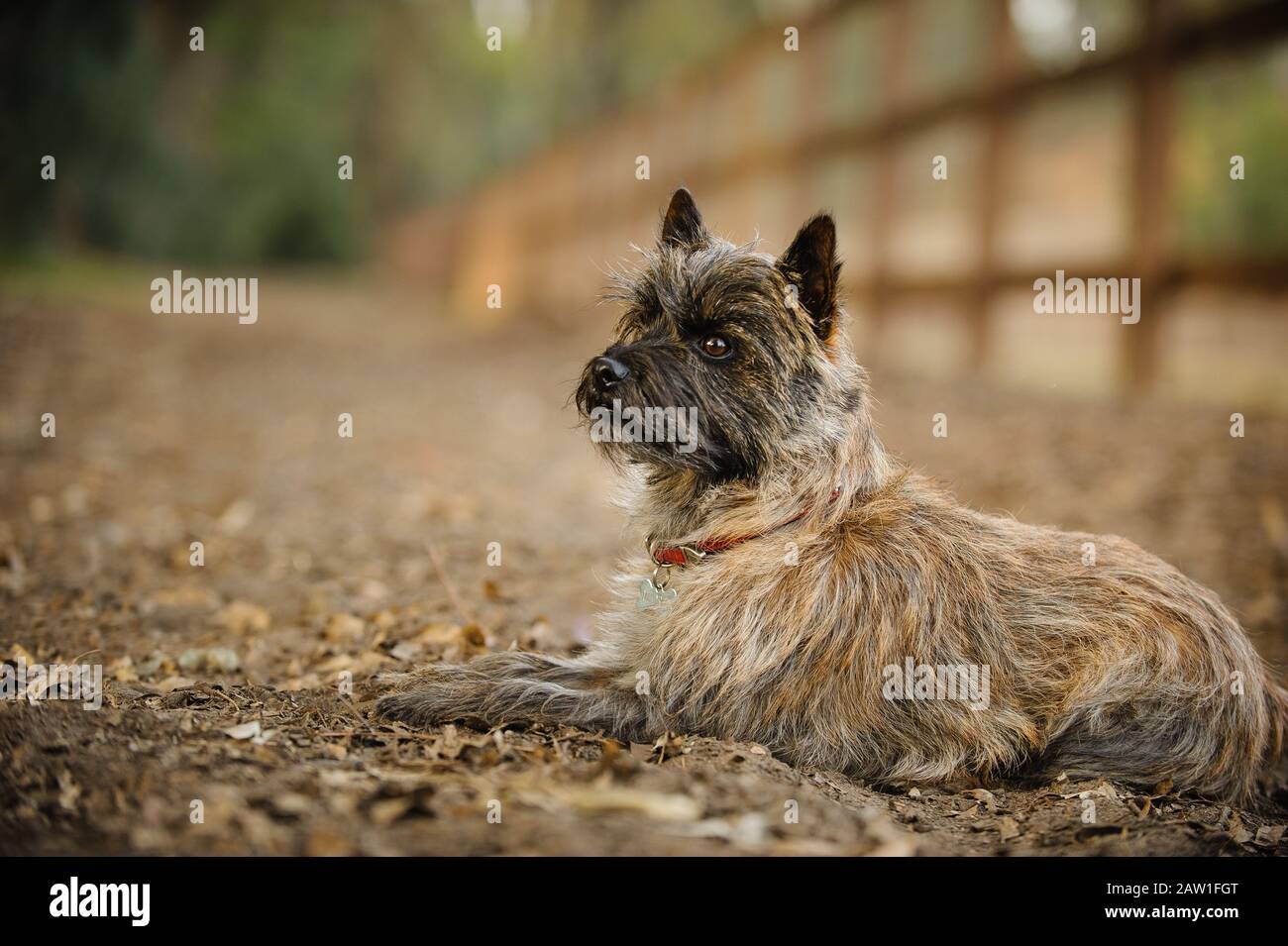 Cairn Terrier dog outdoor portrait Stock Photo - Alamy