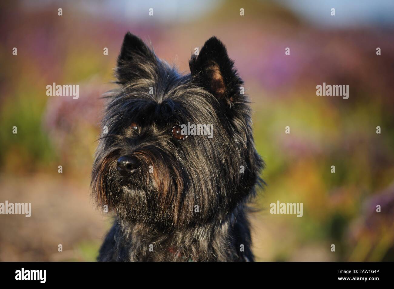Cairn terrier dog hi-res stock photography and images - Alamy
