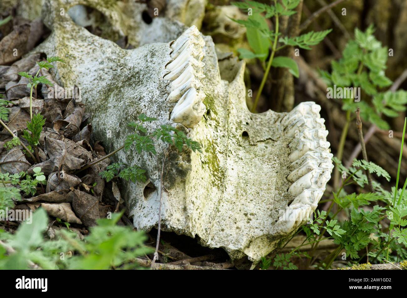Animal jaw bones hi-res stock photography and images - Alamy