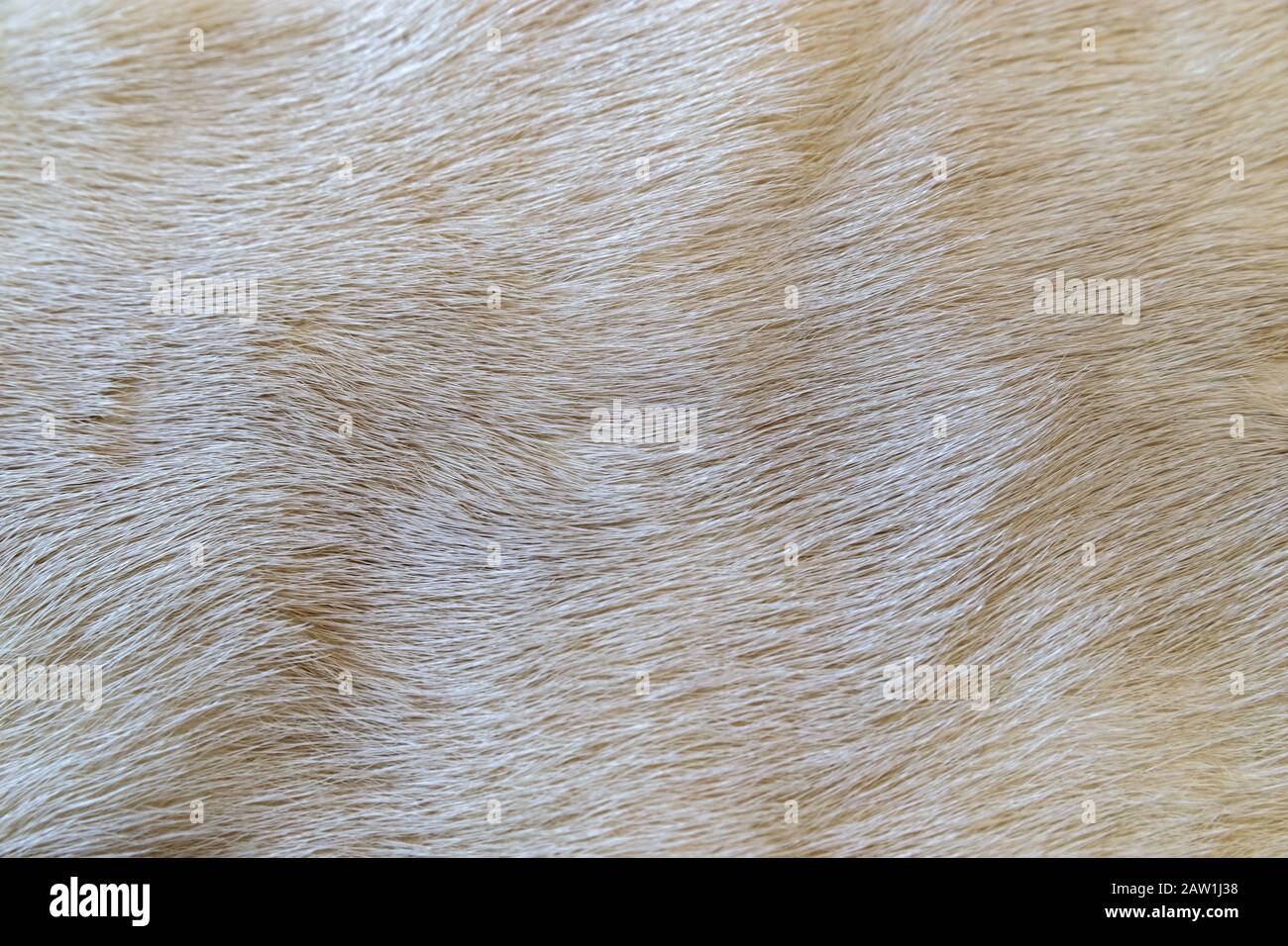 Sheep mink hi-res stock photography and images - Alamy
