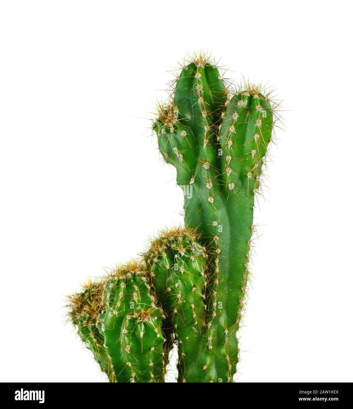 Isolated cactus on white background Stock Photo - Alamy