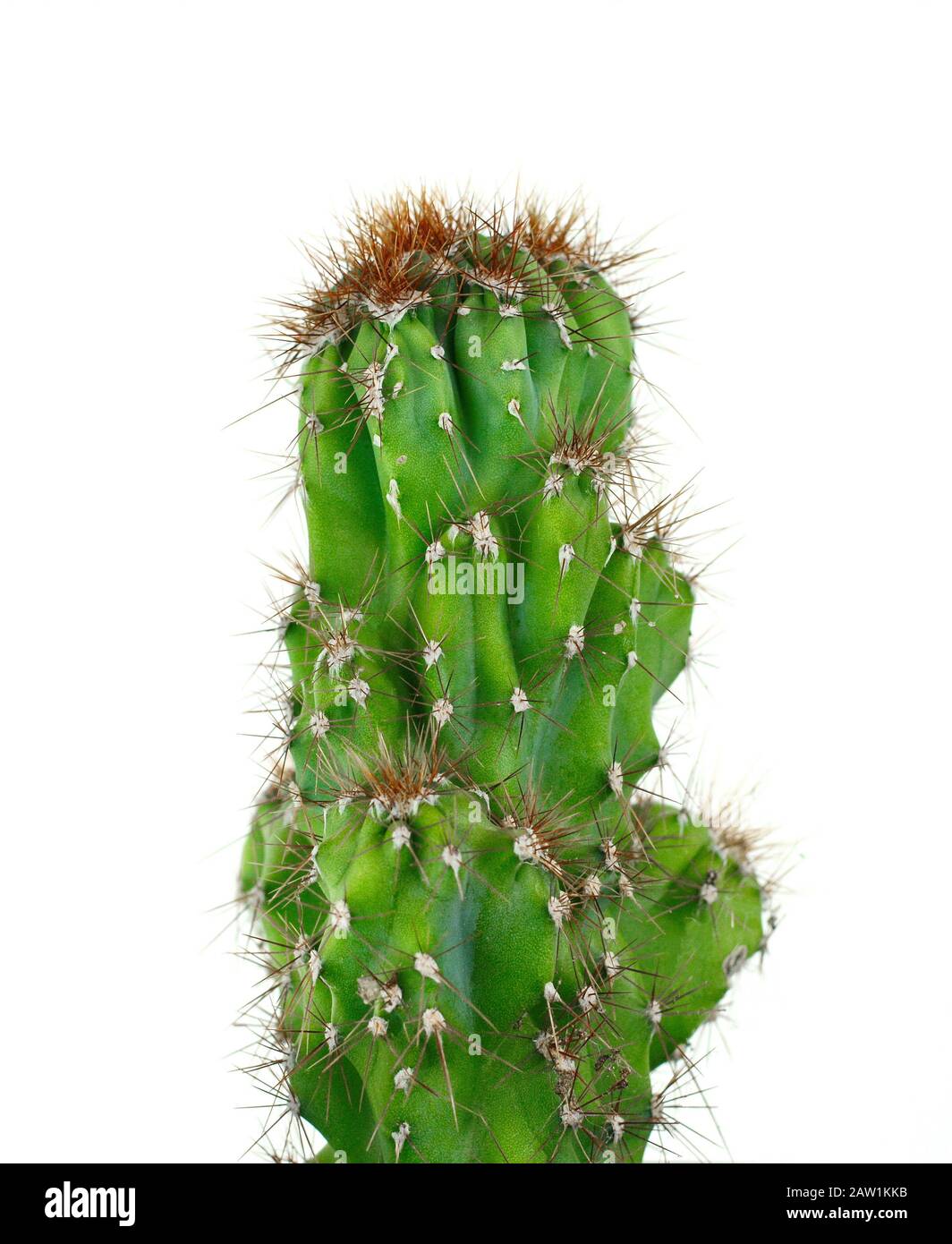 Isolated cactus on white background Stock Photo - Alamy