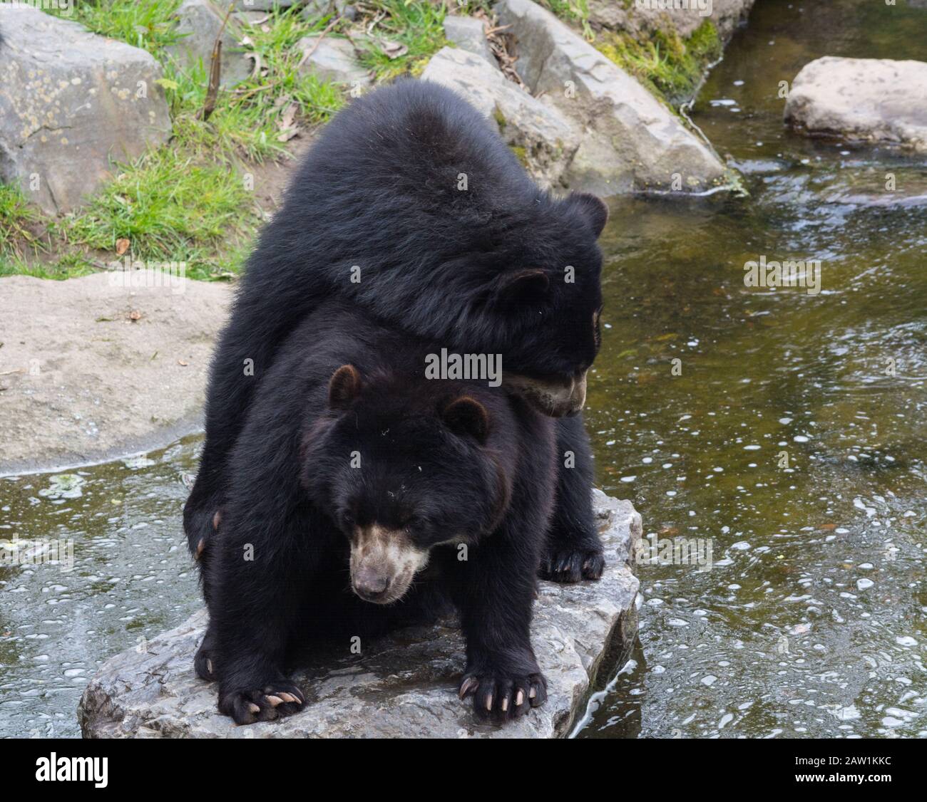 Two beautiful bears hug each other and play together Stock Photo - Alamy