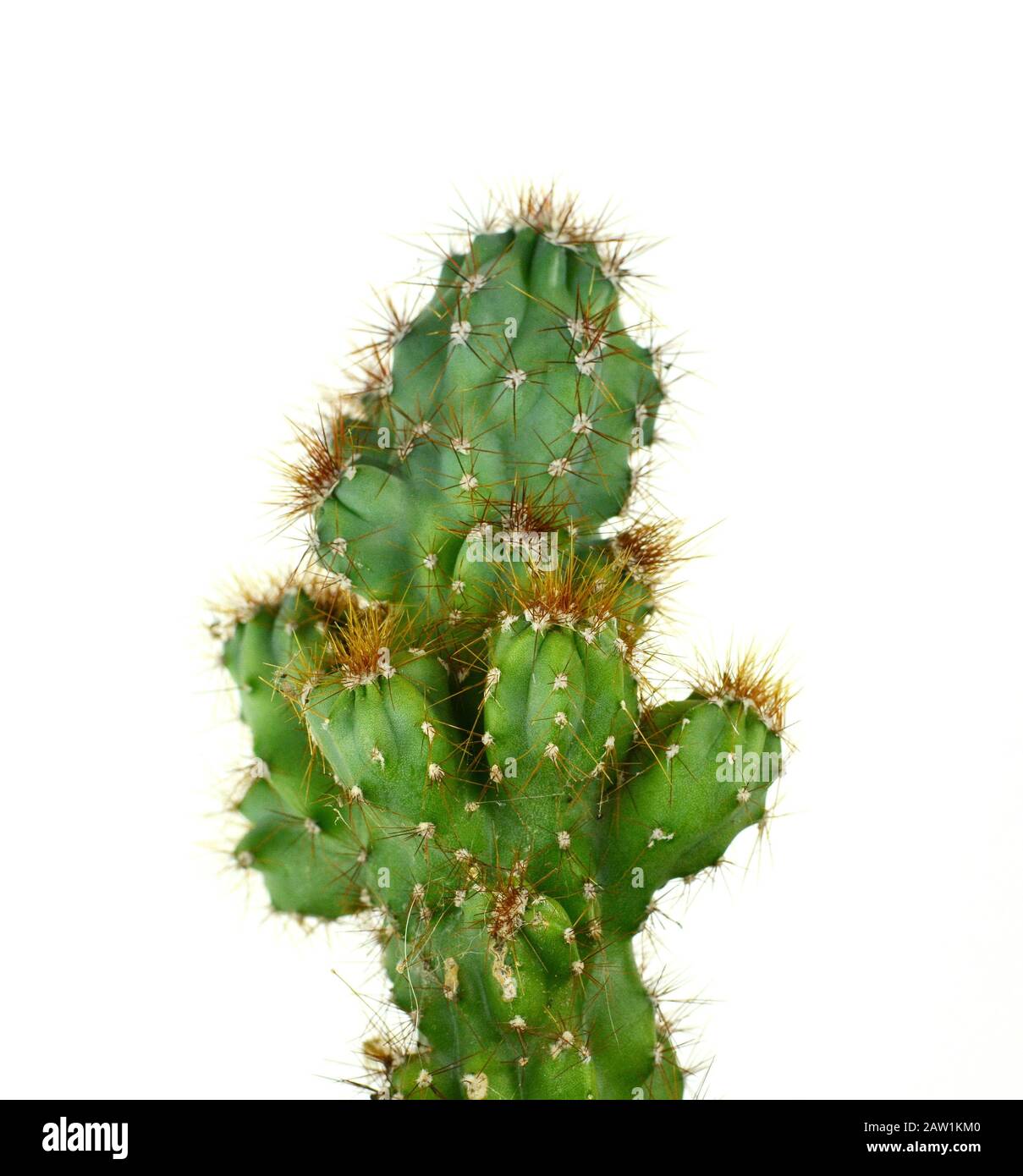 Isolated cactus on white background Stock Photo - Alamy