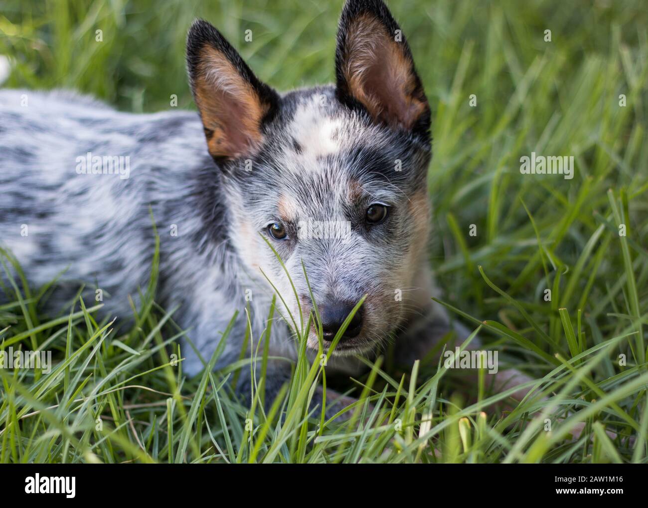 Blue Speckled Australian Cattle Dog