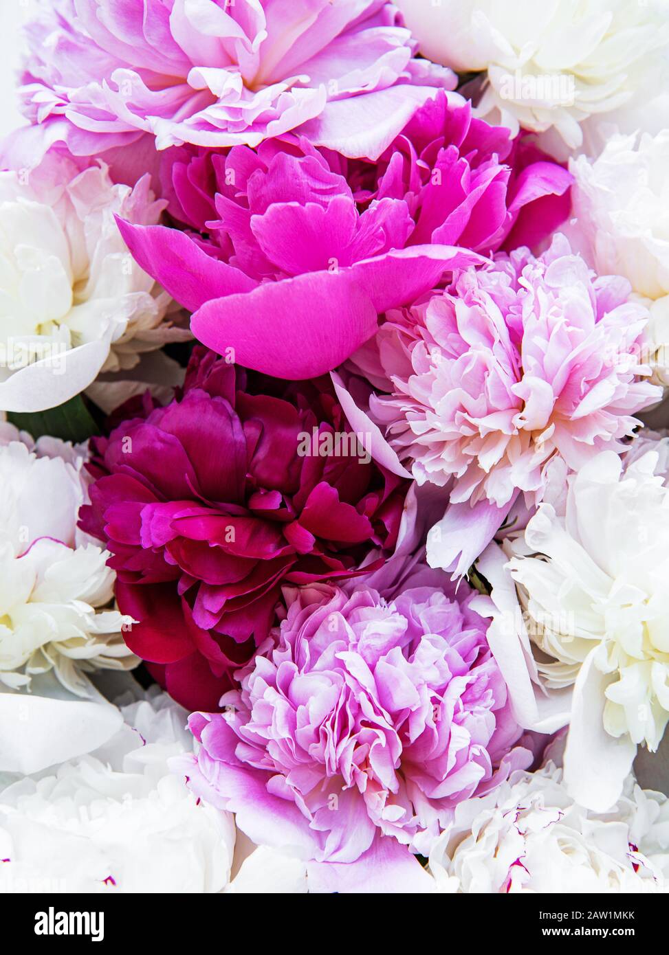 Fresh bright blooming peonies flowers as a natural background Stock ...