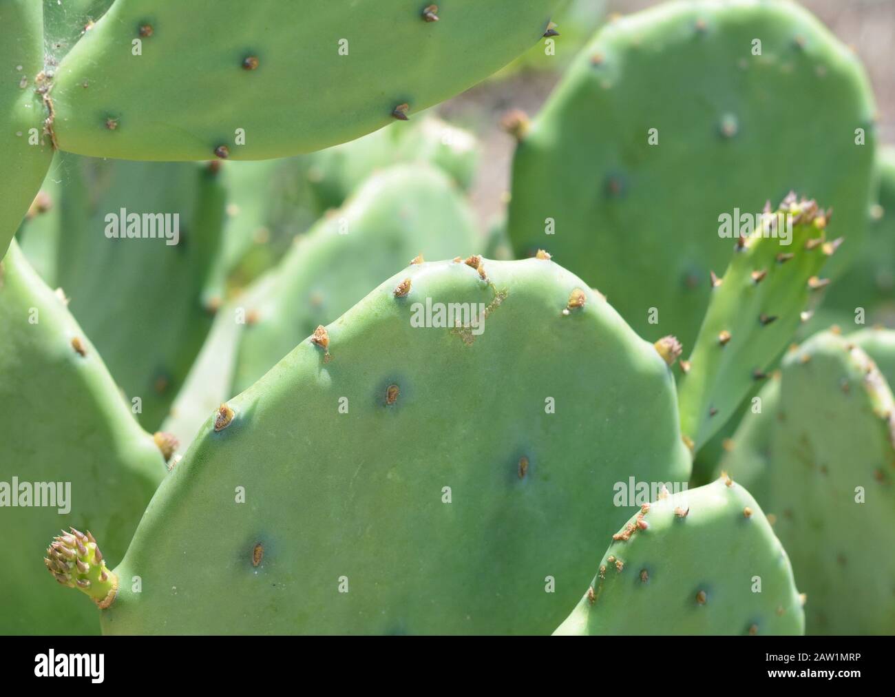 Indian fig, cactus pear (Opuntia ficus-indica, Opuntia ficus-barbarica ...