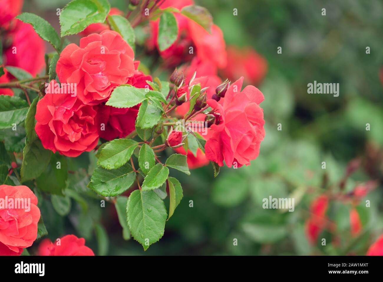 Red Roses on a bush in a garden. Russia Stock Photo - Alamy
