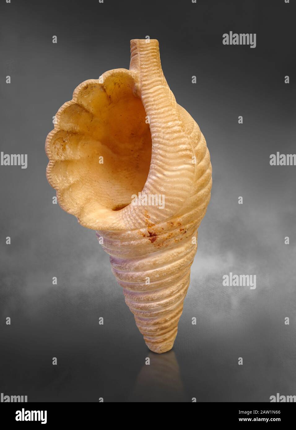 Minoan shell shaped alabaster libation vessel with pouring spout at top ...