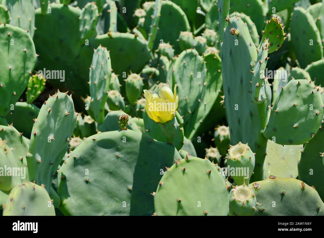 Indian fig, cactus pear (Opuntia ficus-indica, Opuntia ficus-barbarica ...