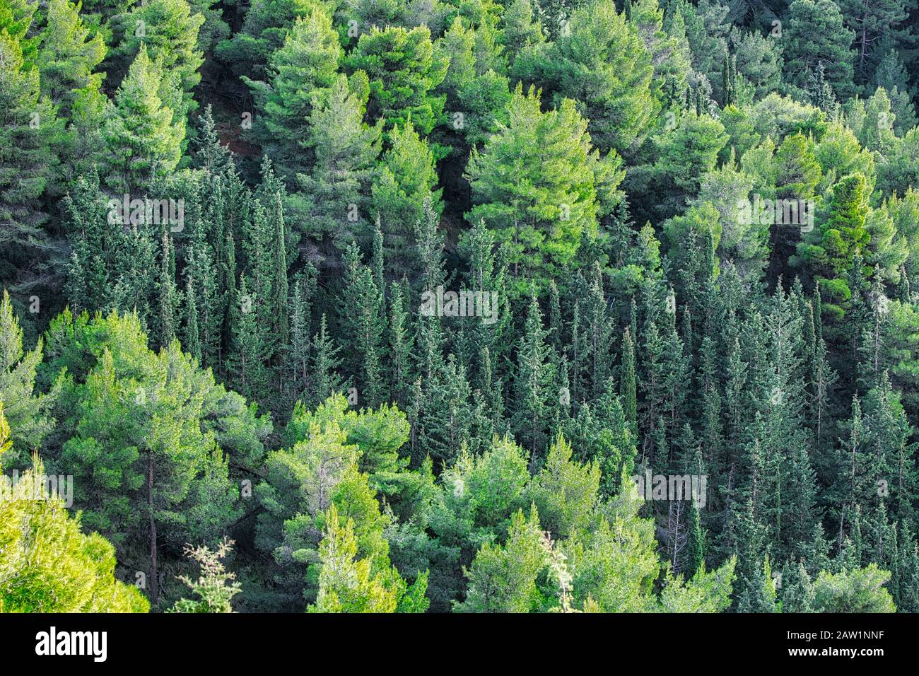 Wide view of some colourful pine trees in a winter forest Stock Photo ...