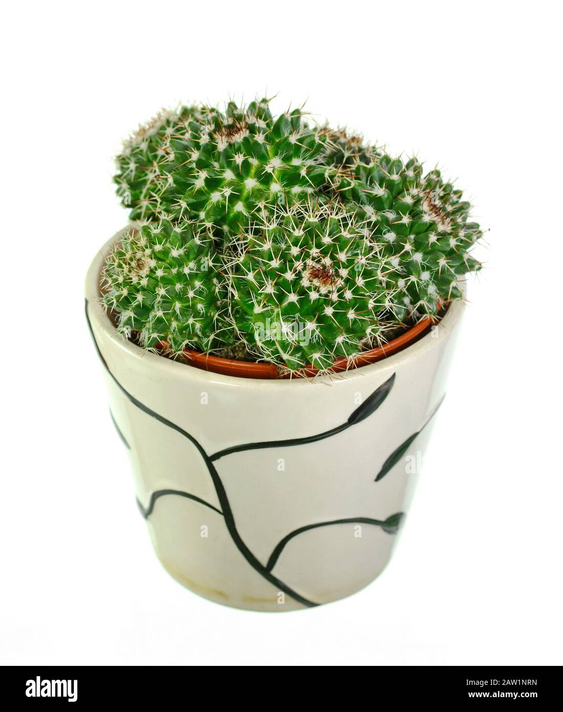 Isolated cactus on white background Stock Photo - Alamy