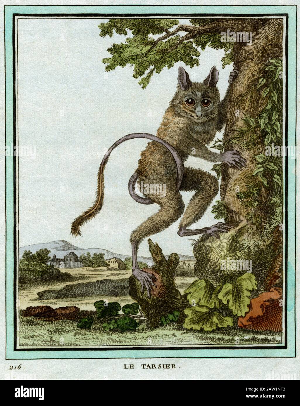 Le Tarsier: small primate with long ankle bones and large eyes ...