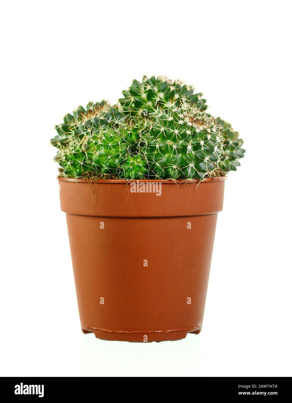 Isolated cactus on white background Stock Photo - Alamy