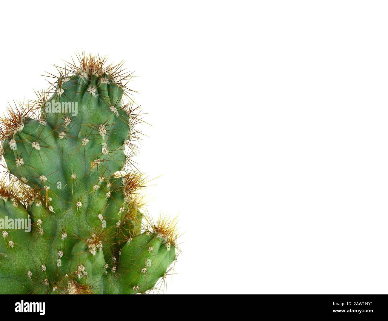 Isolated cactus on white background Stock Photo - Alamy
