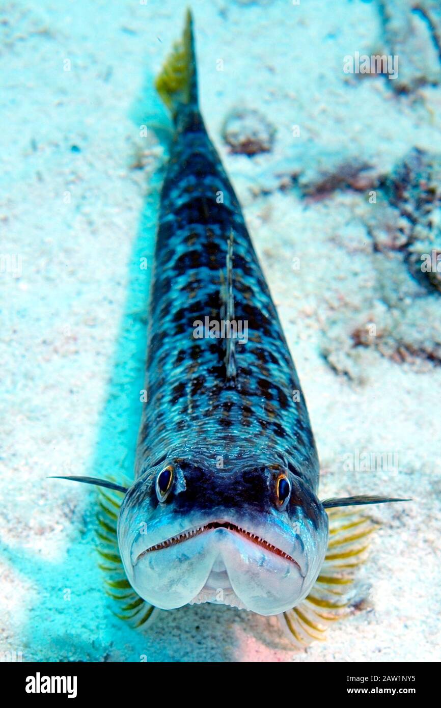 Aulopiformes High Resolution Stock Photography and Images - Alamy