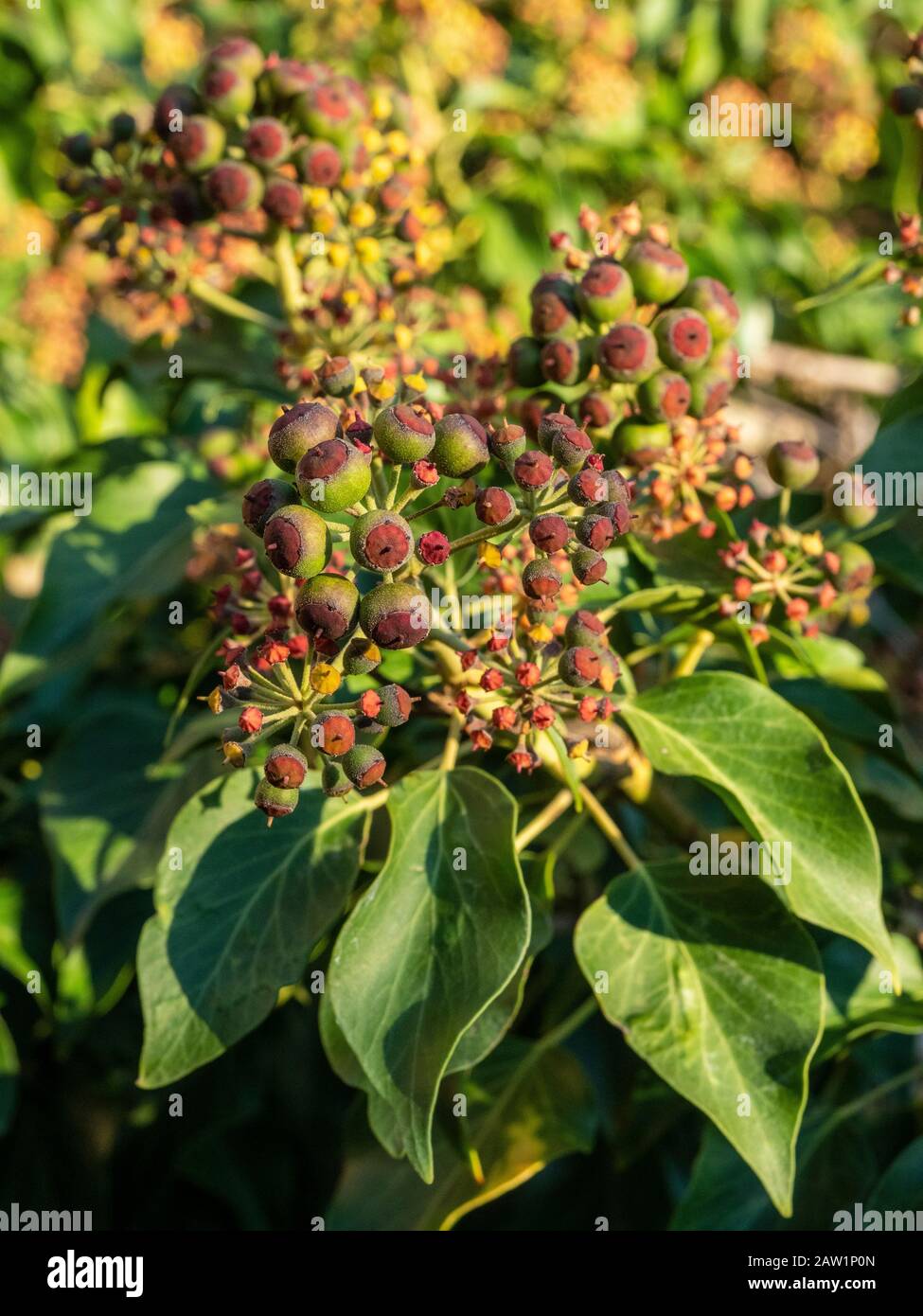 Fruits Of Common Ivy Hedera Helix High Resolution Stock Photography and ...