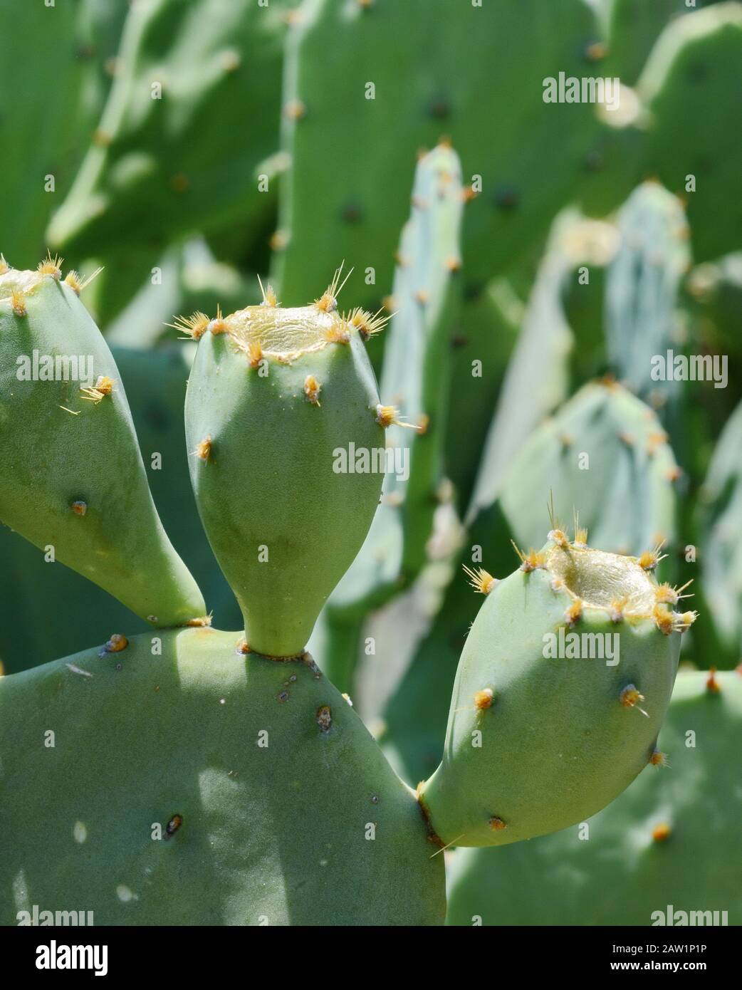 Indian fig, cactus pear (Opuntia ficus-indica, Opuntia ficus-barbarica ...