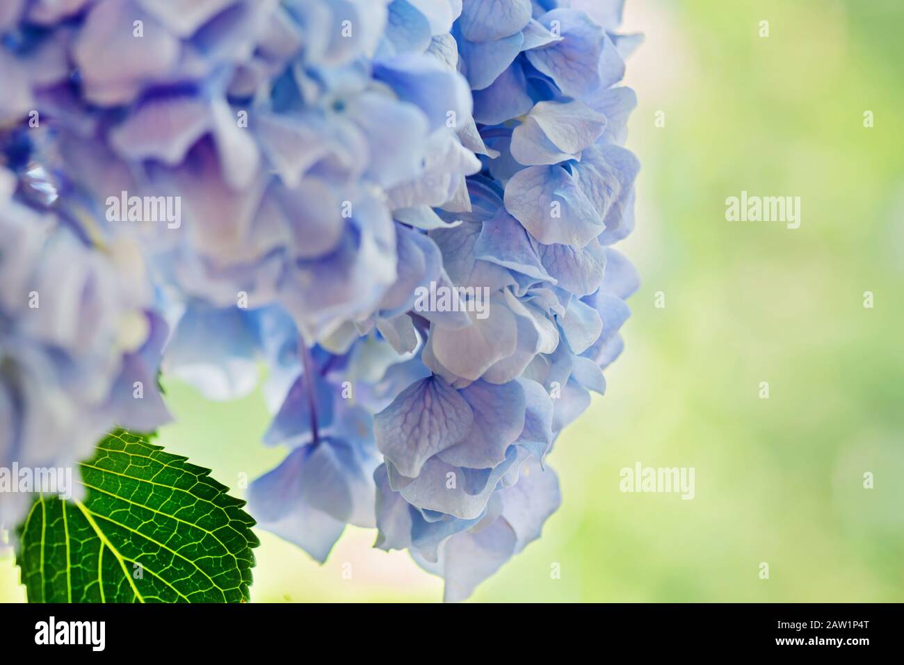 Soft blue Hydrangea Stock Photo - Alamy