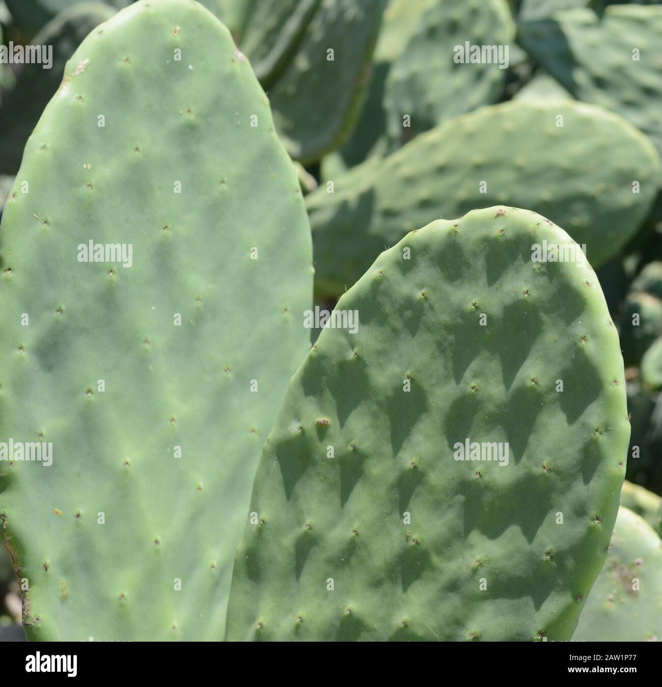 Indian fig, cactus pear (Opuntia ficus-indica, Opuntia ficus-barbarica ...