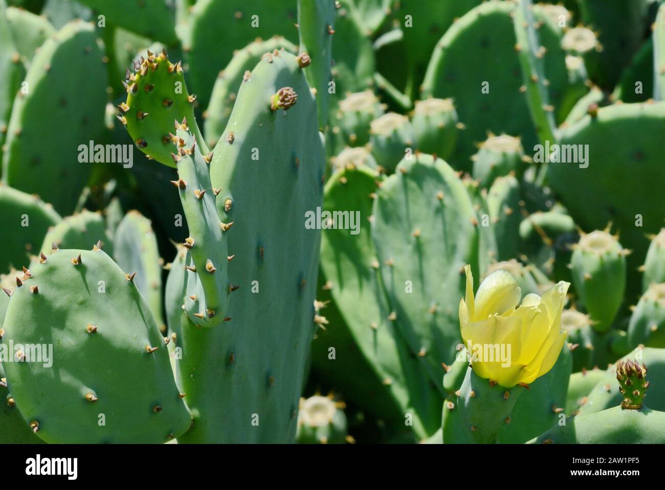 Indian fig, cactus pear (Opuntia ficus-indica, Opuntia ficus-barbarica ...