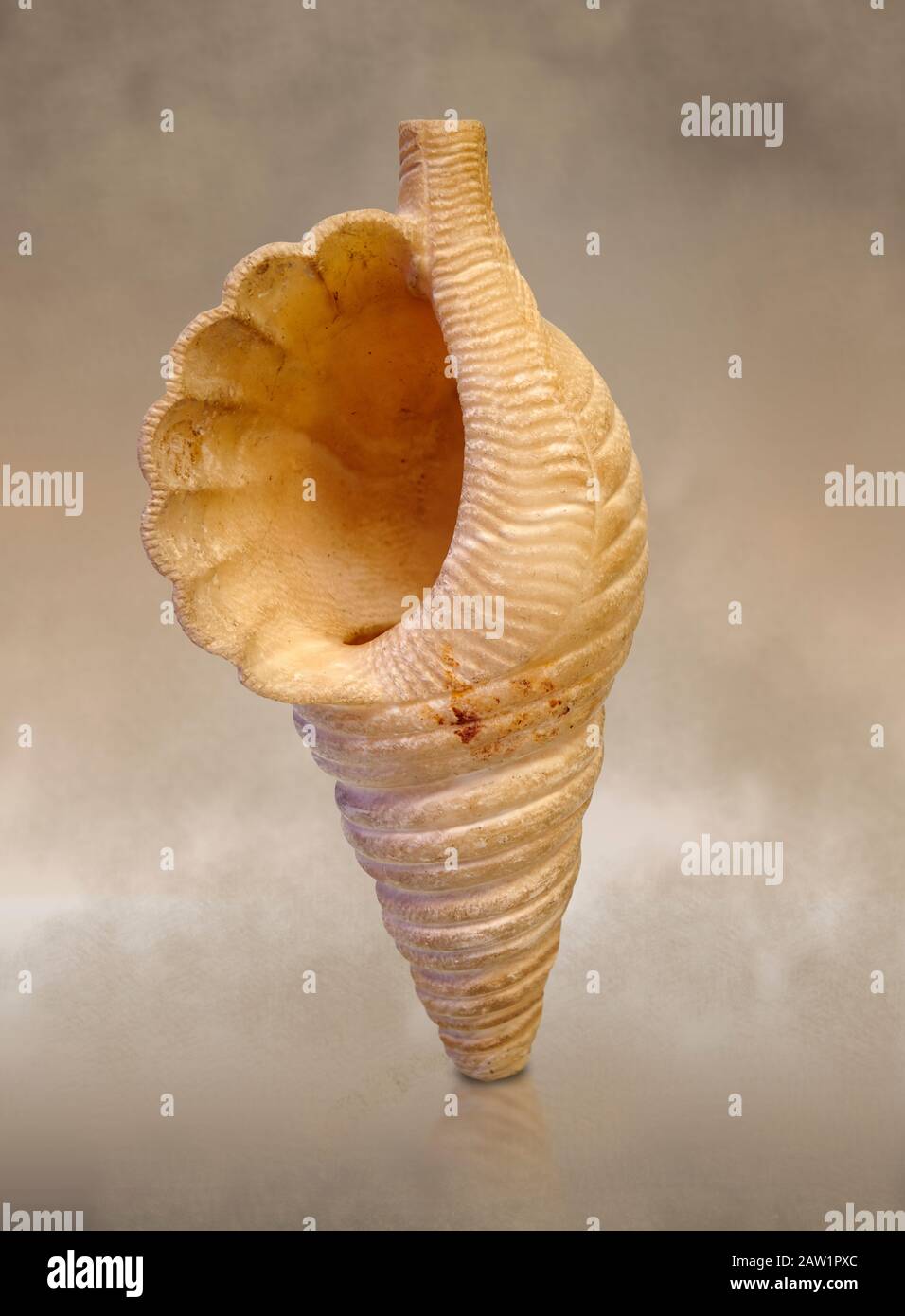 Minoan libation vessel hi-res stock photography and images - Alamy