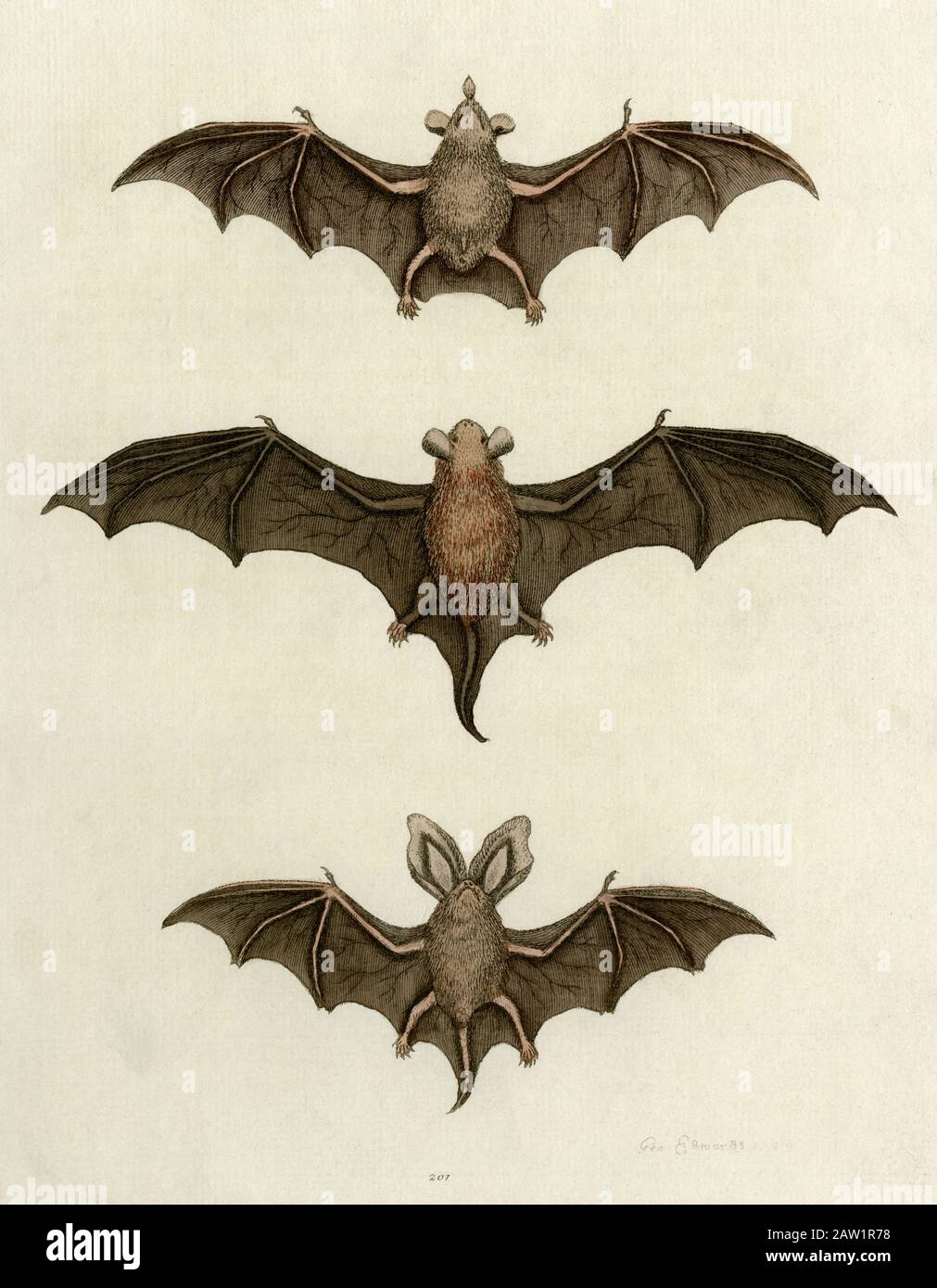 Flying bats, drawn from life by English naturalist George Edwards (1694 ...