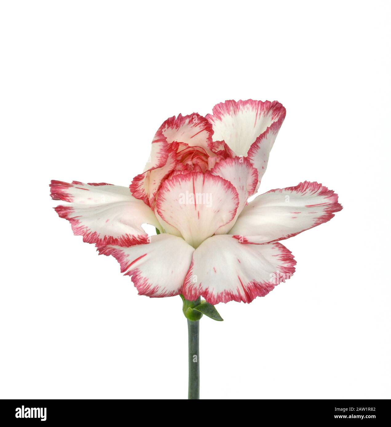 Beautiful white carnation flower isolated on white background. Flower ...