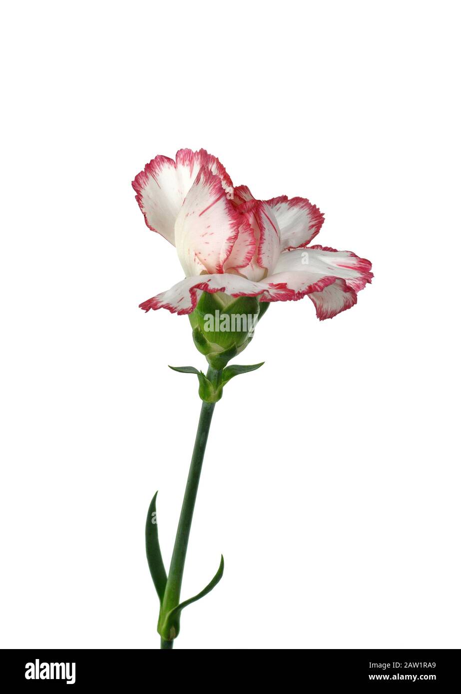 Beautiful white carnation flower isolated on white background. Flower ...