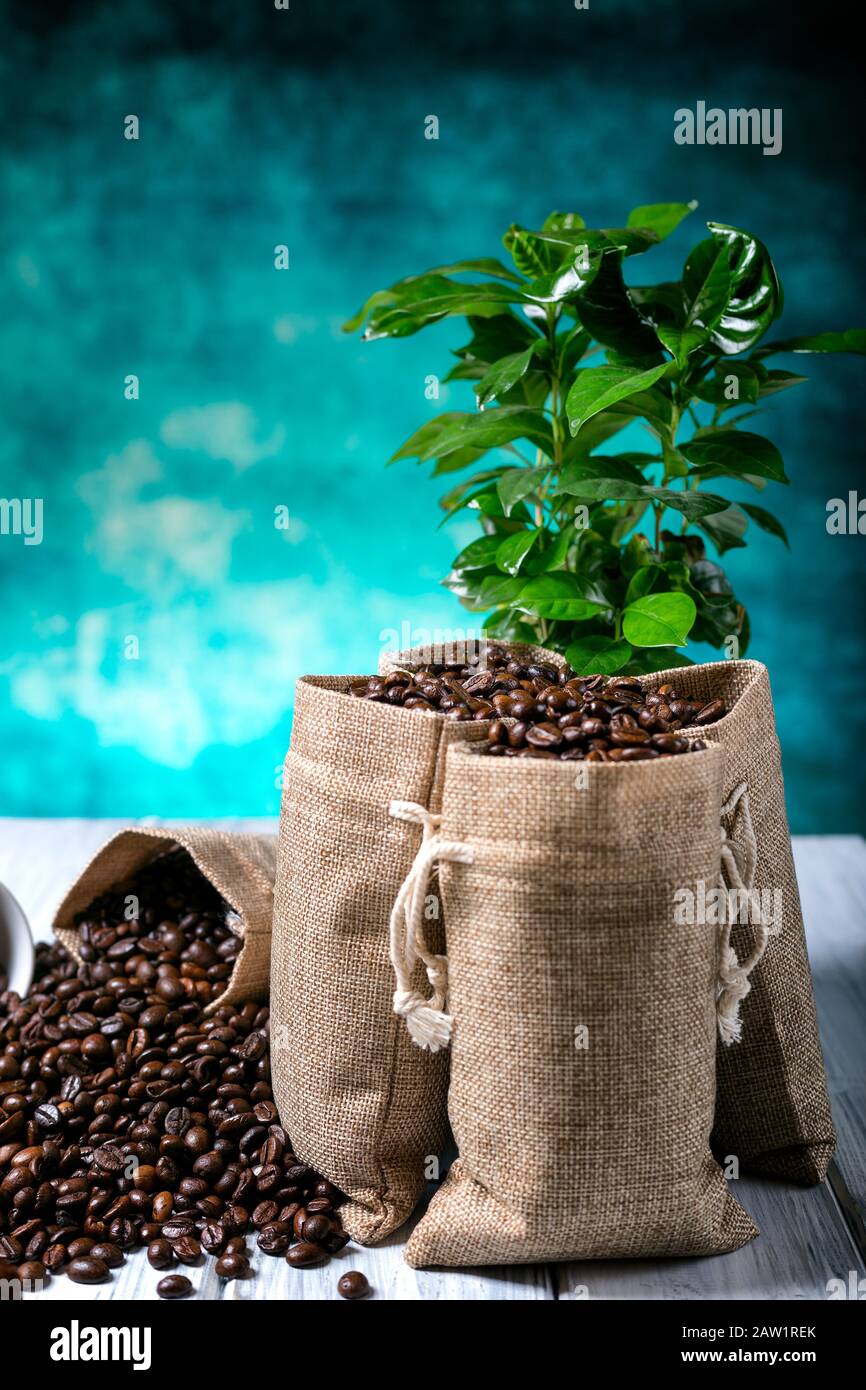 Coffee seeds hi-res stock photography and images - Alamy