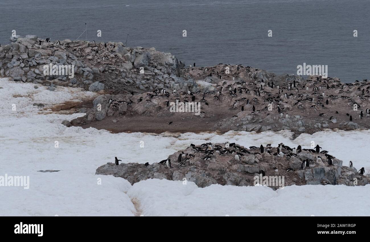 Crowded gentoo penguin breeding colonies (rookeries) on rocky outcrops ...
