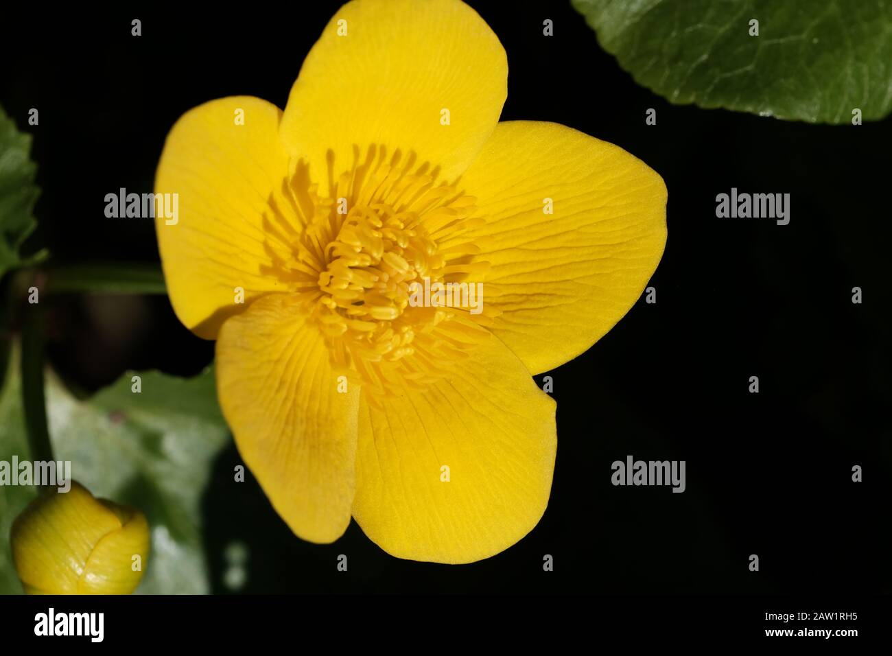 Aconitine hi-res stock photography and images - Alamy