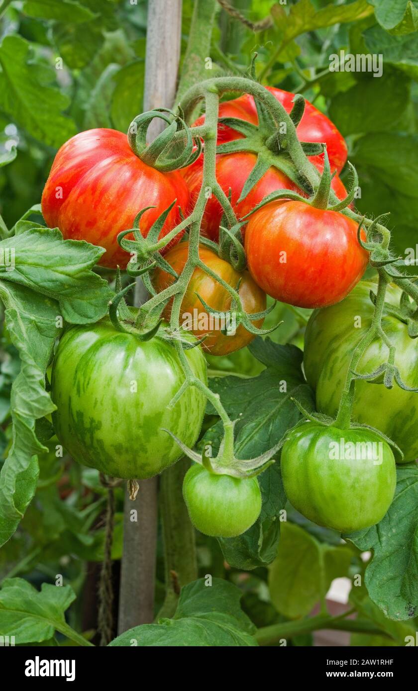 Green tomato truss hi-res stock photography and images - Alamy