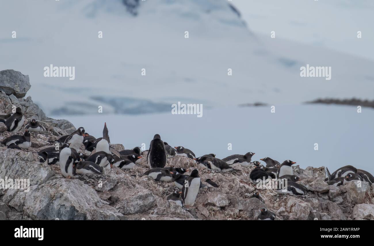 Crowded gentoo penguin breeding colonies (rookeries) on rocky outcrops ...